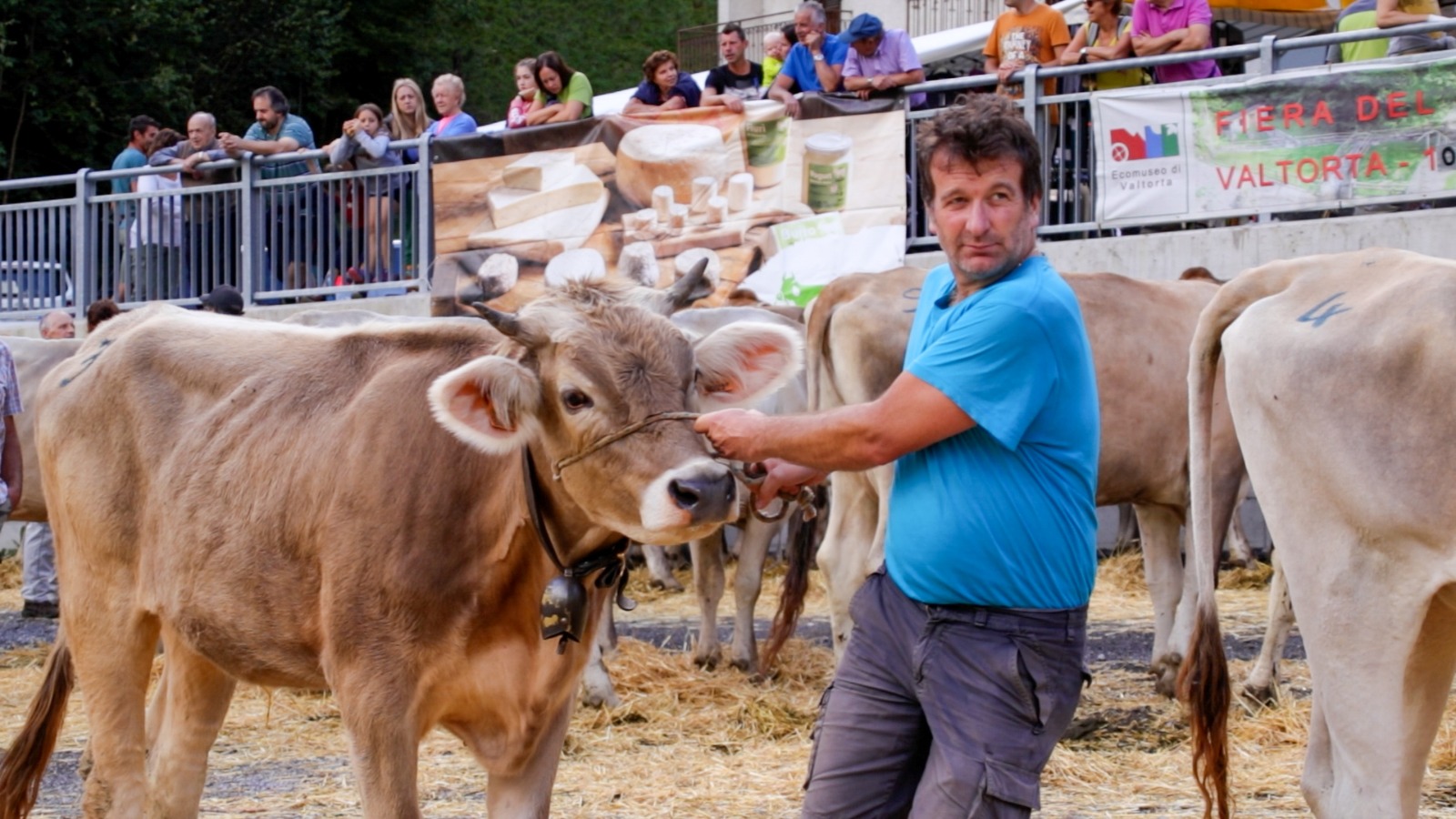 Valtorta, la regina della fiera bovina è Potenza di Silvano Busi (video ...