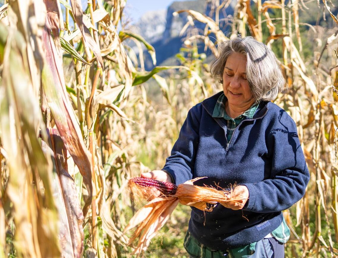 Mais brembano, dieci anni fa la riscoperta: rosso, arancione e giallo ...